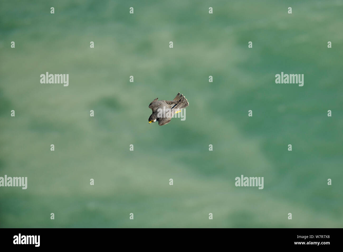 Diving falcon hi-res stock photography and images - Alamy