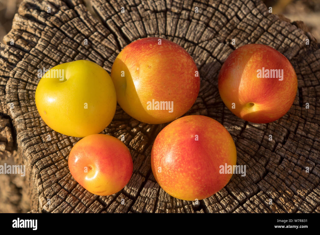Plums on tree hi-res stock photography and images - Alamy