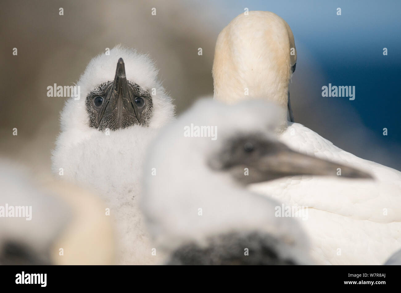 Gannet (Morus bassanus) chick, with downy feathers in the heart of the ...