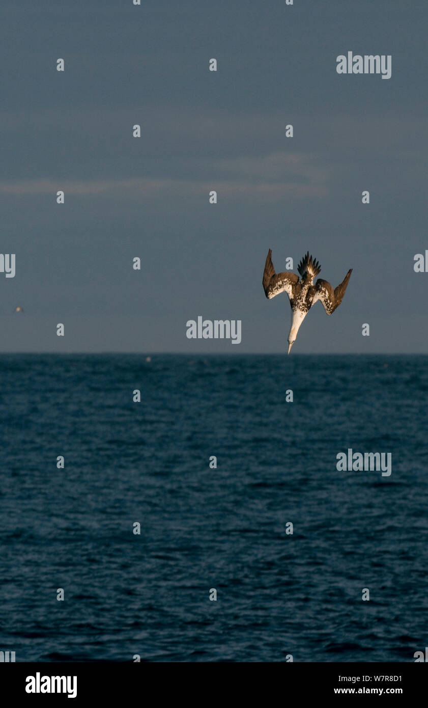 Diving sea birds hi-res stock photography and images - Alamy