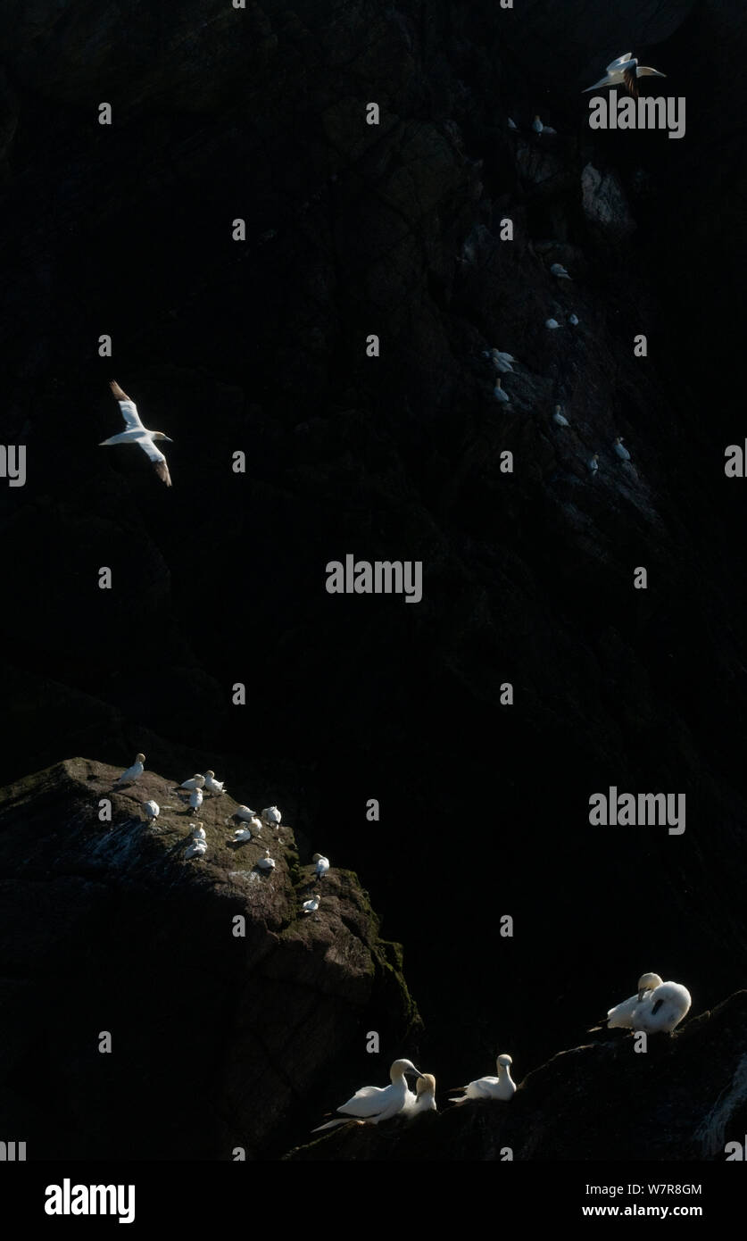 Gannet (Morus bassanus) in flight over gannet colony lit by morning ...