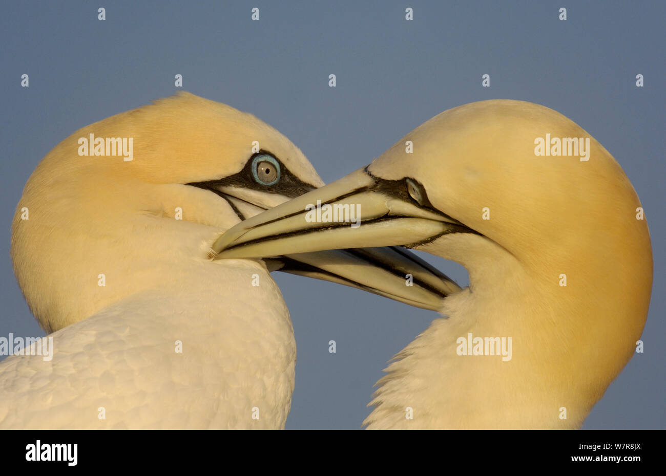 Gannet (Morus bassanu) pair preening one another as part of their ...