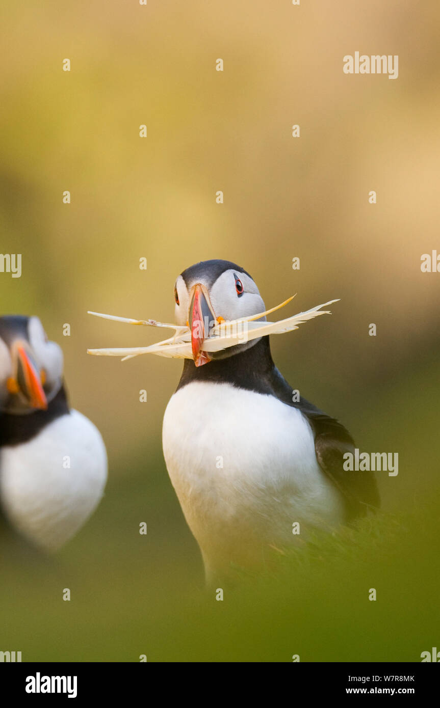Puffin returning to burrow hi-res stock photography and images - Alamy