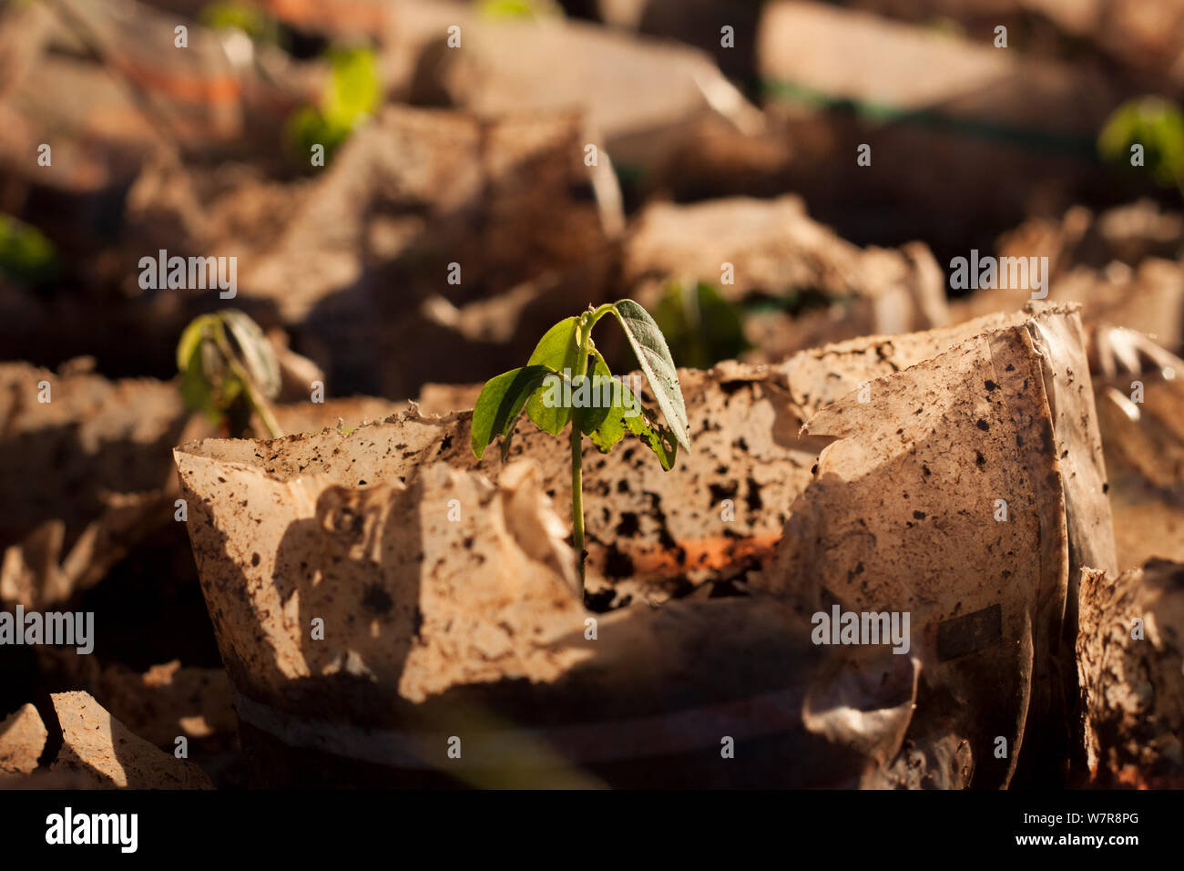 Tree saplings in bags ready to be planted, part of a community led ...