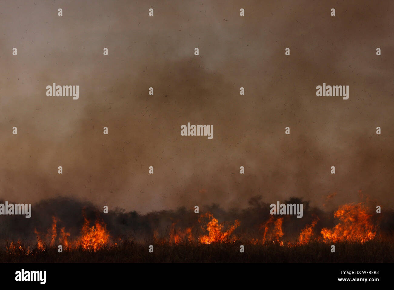 Burning grassland hi-res stock photography and images - Alamy