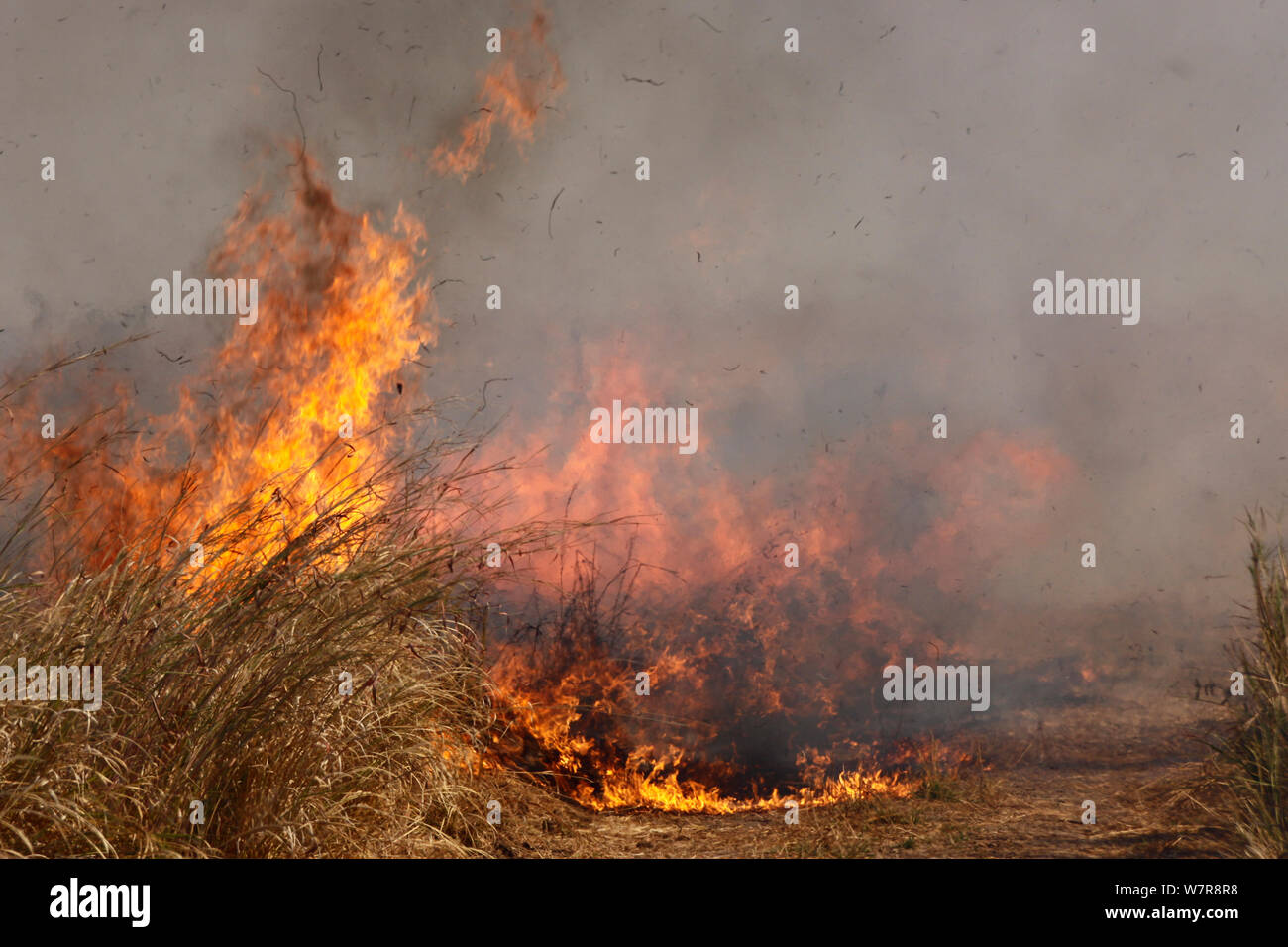 Grassland Fire High Resolution Stock Photography and Images - Alamy