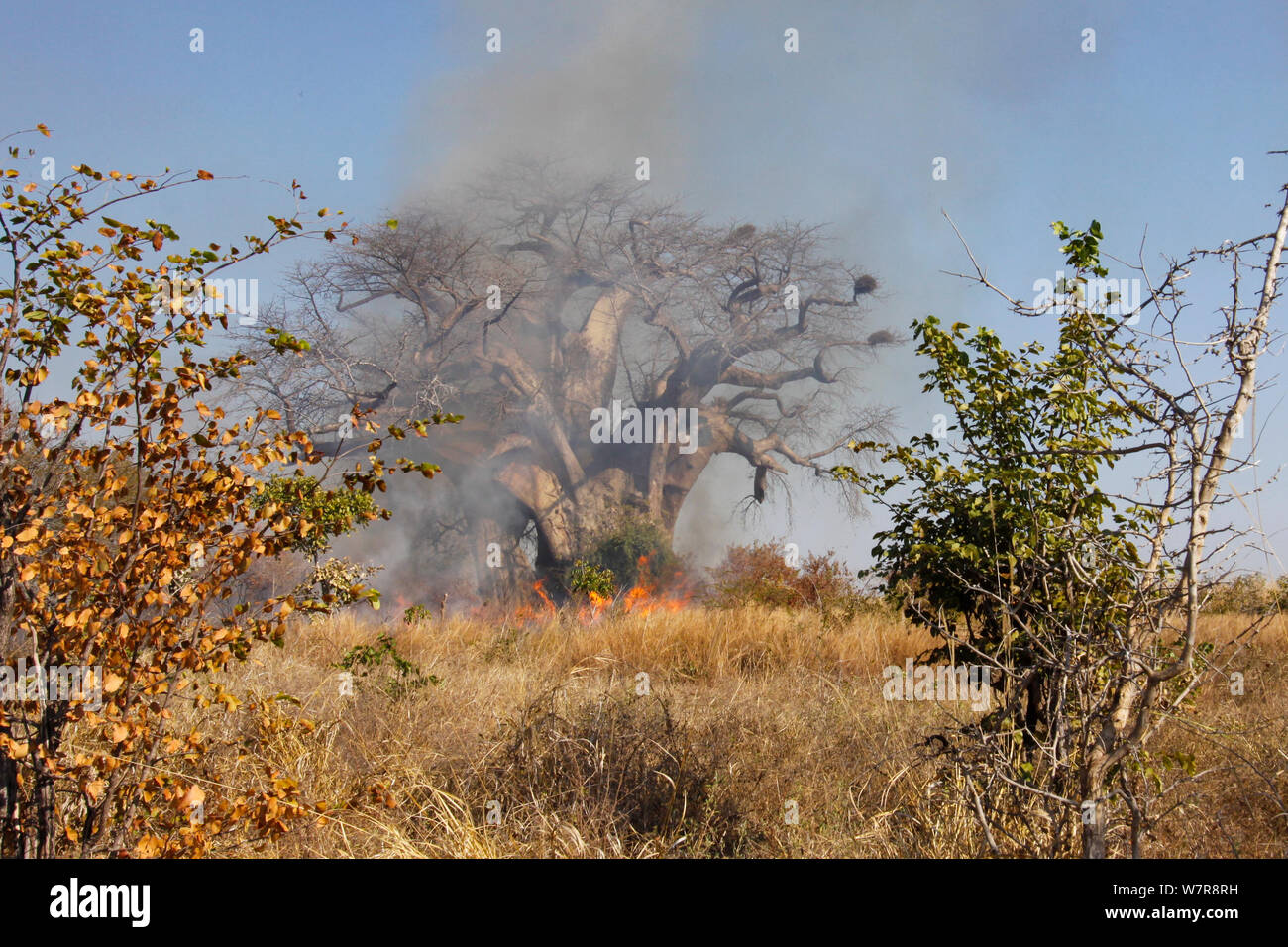 Old baobab tree hi-res stock photography and images - Alamy
