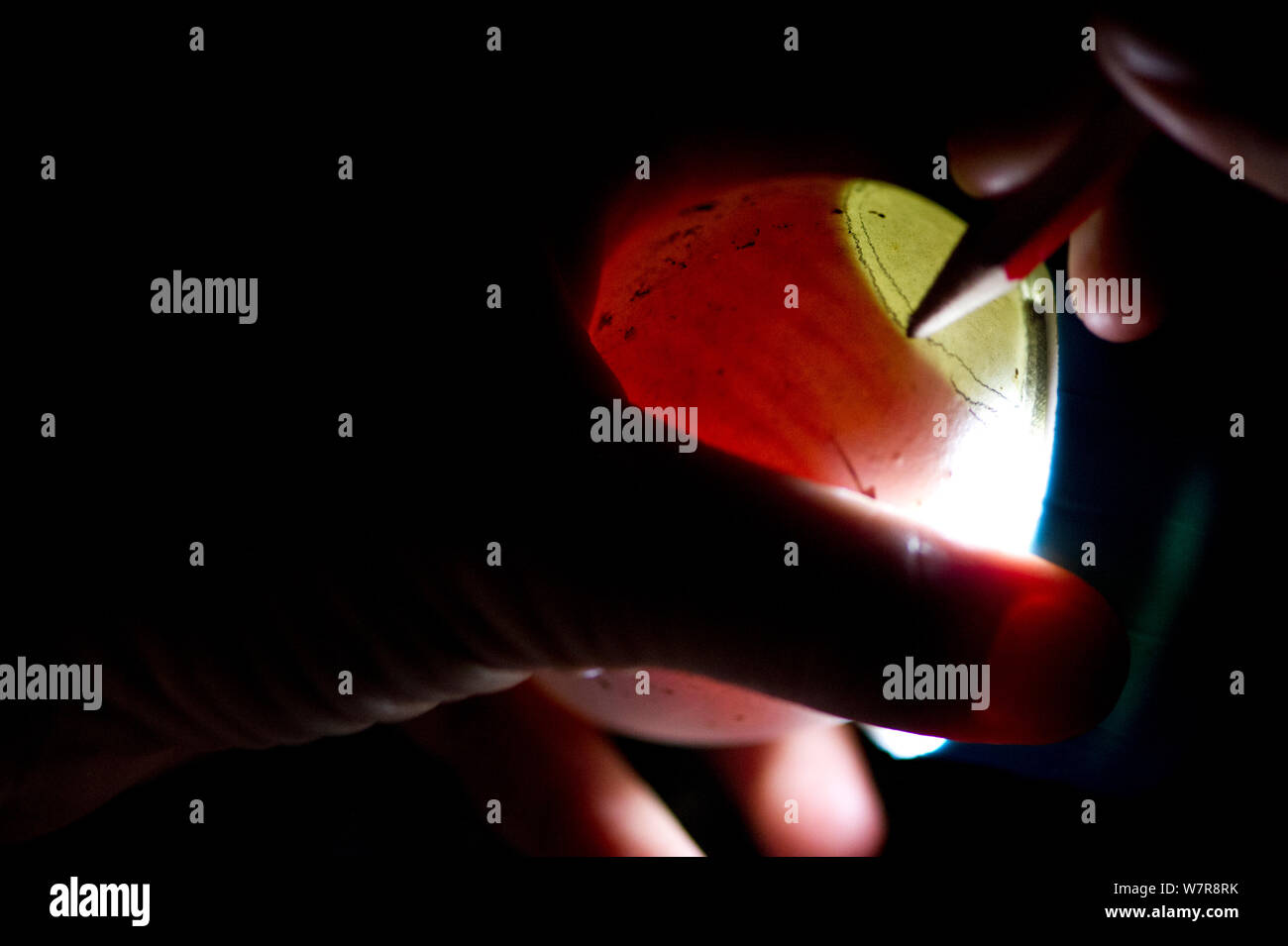 Egg candling embryo development hi-res stock photography and images - Alamy