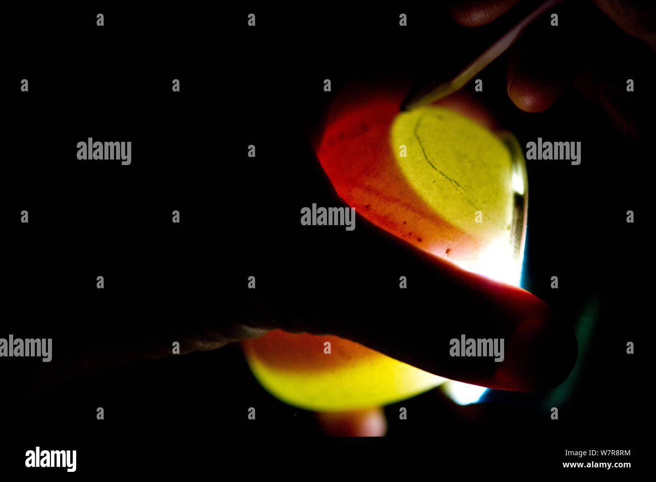 Egg candling embryo development hi-res stock photography and images - Alamy