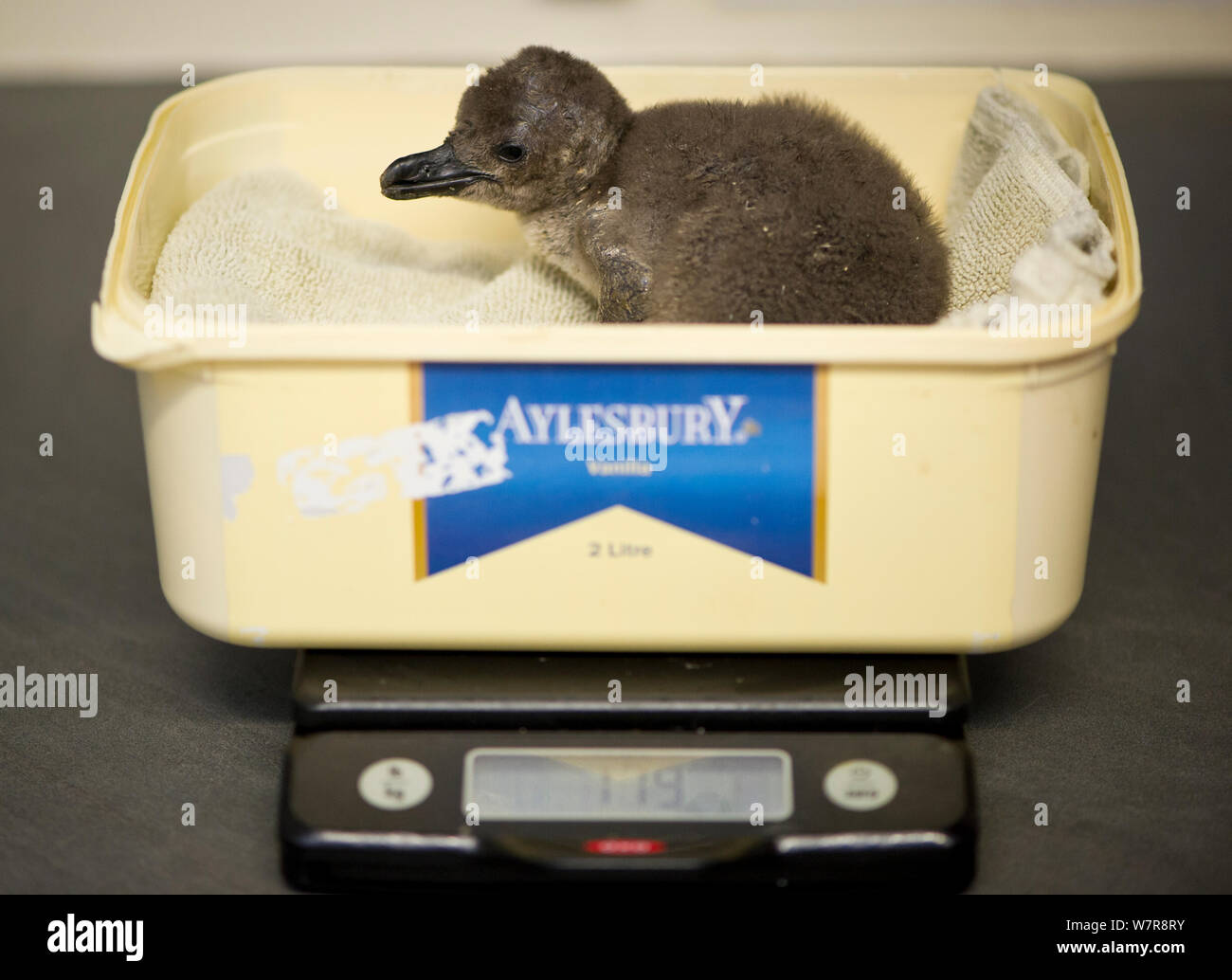 Weighing baby penguin hi-res stock photography and images - Alamy