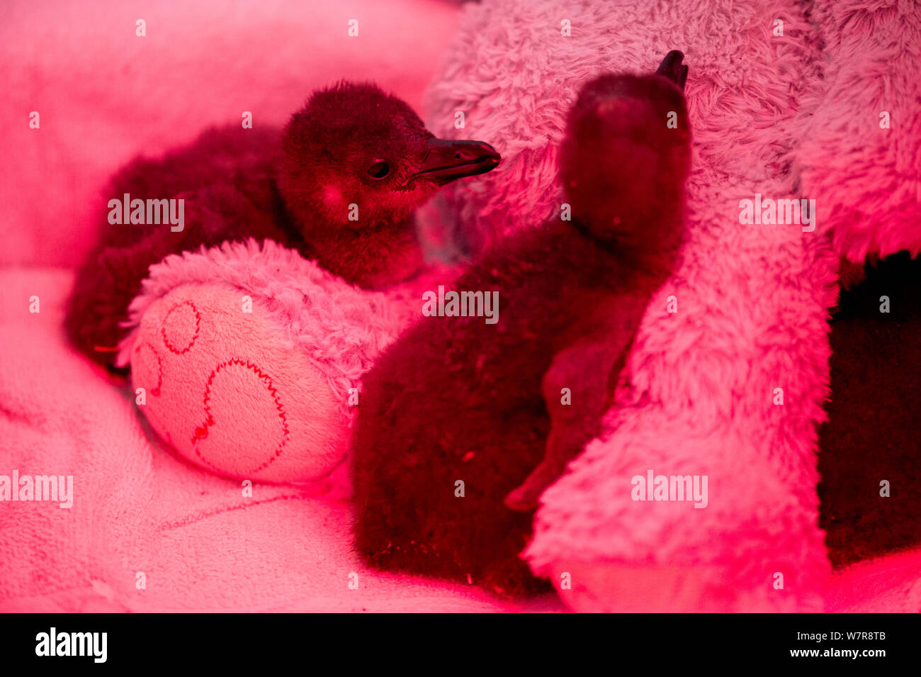 African penguin (Spheniscus demersus) chicks in brooder box with infra ...