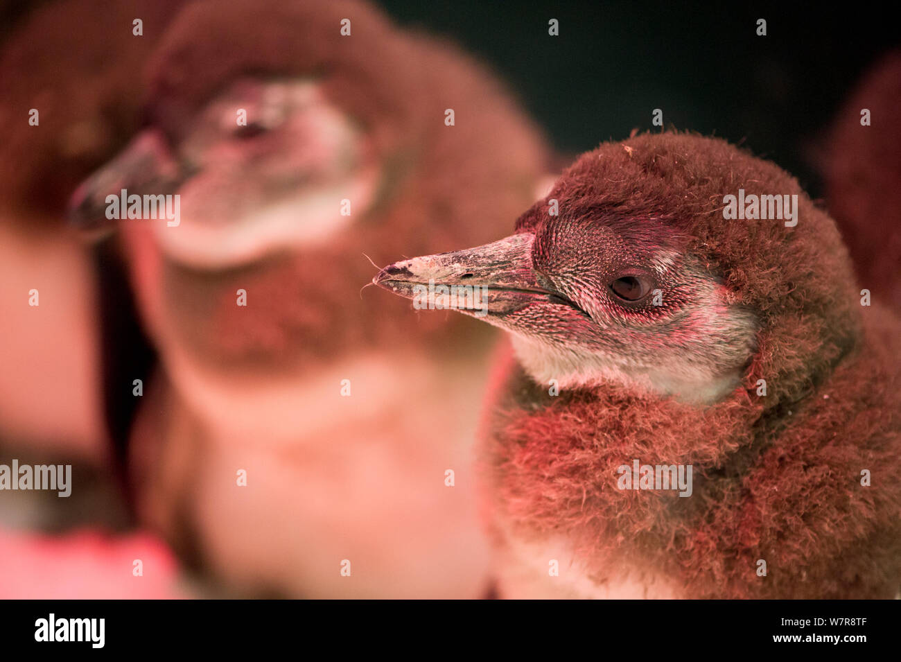 Rearing birds hi-res stock photography and images - Alamy