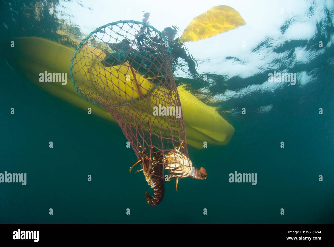 Kelp underwater attached hi-res stock photography and images - Alamy