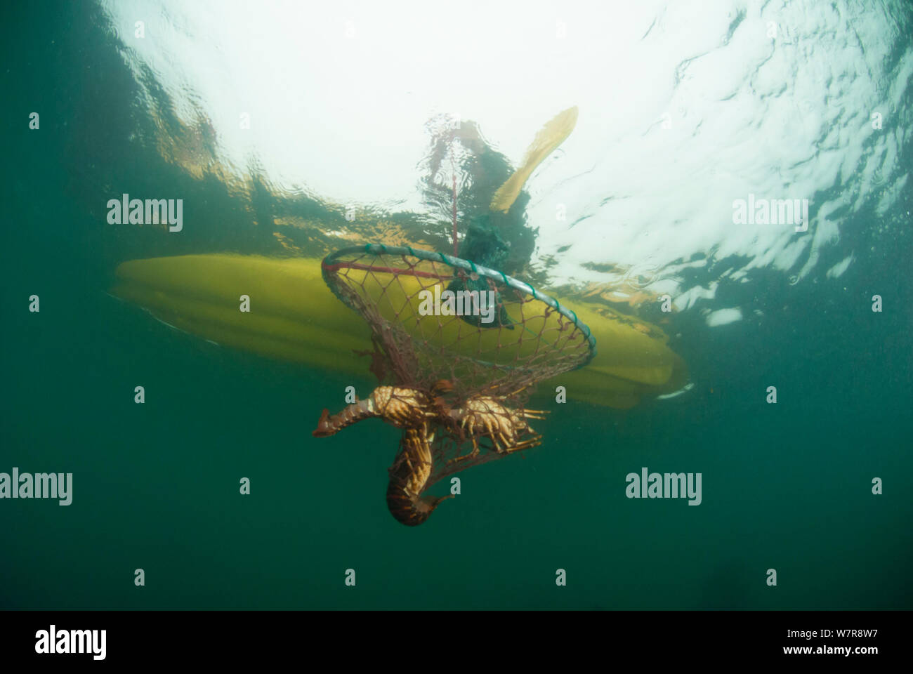 Recreational fishing in a sea kayak for West coast rock lobster (Jasus ...