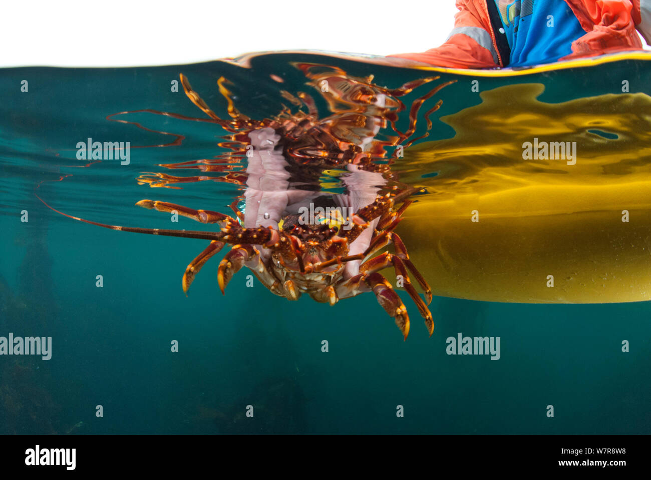 West coast rock lobster (Jasus lalandii) held underwater by man ...