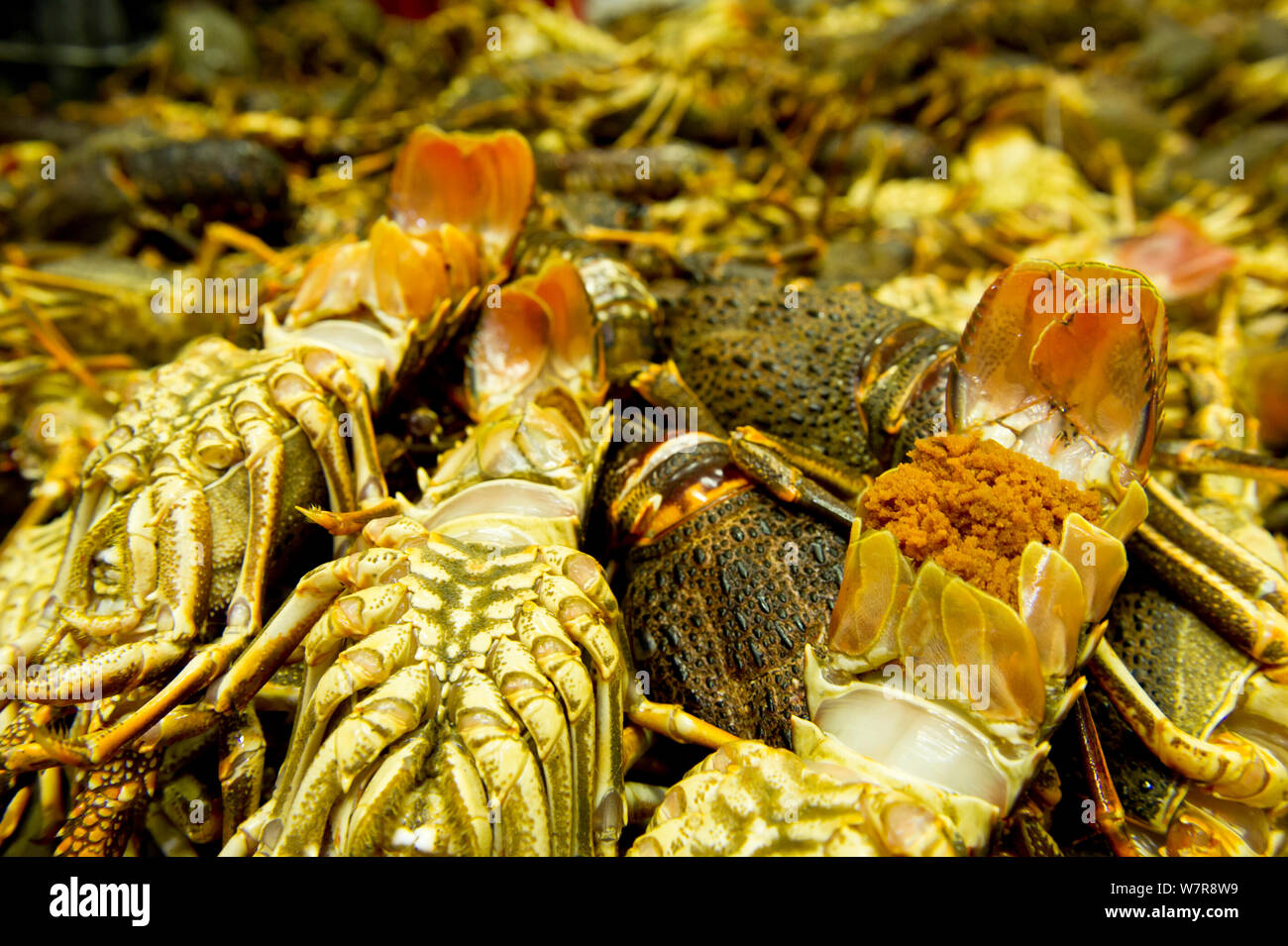 West coast rock lobsters (Jasus lalandii) including female with eggs ...