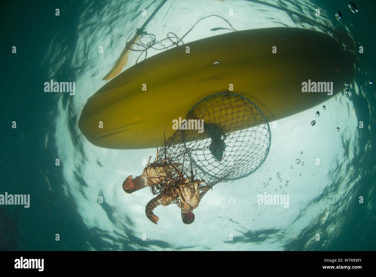 A hoop net with West coast rock lobster (Jasus lalandii) being pulled ...