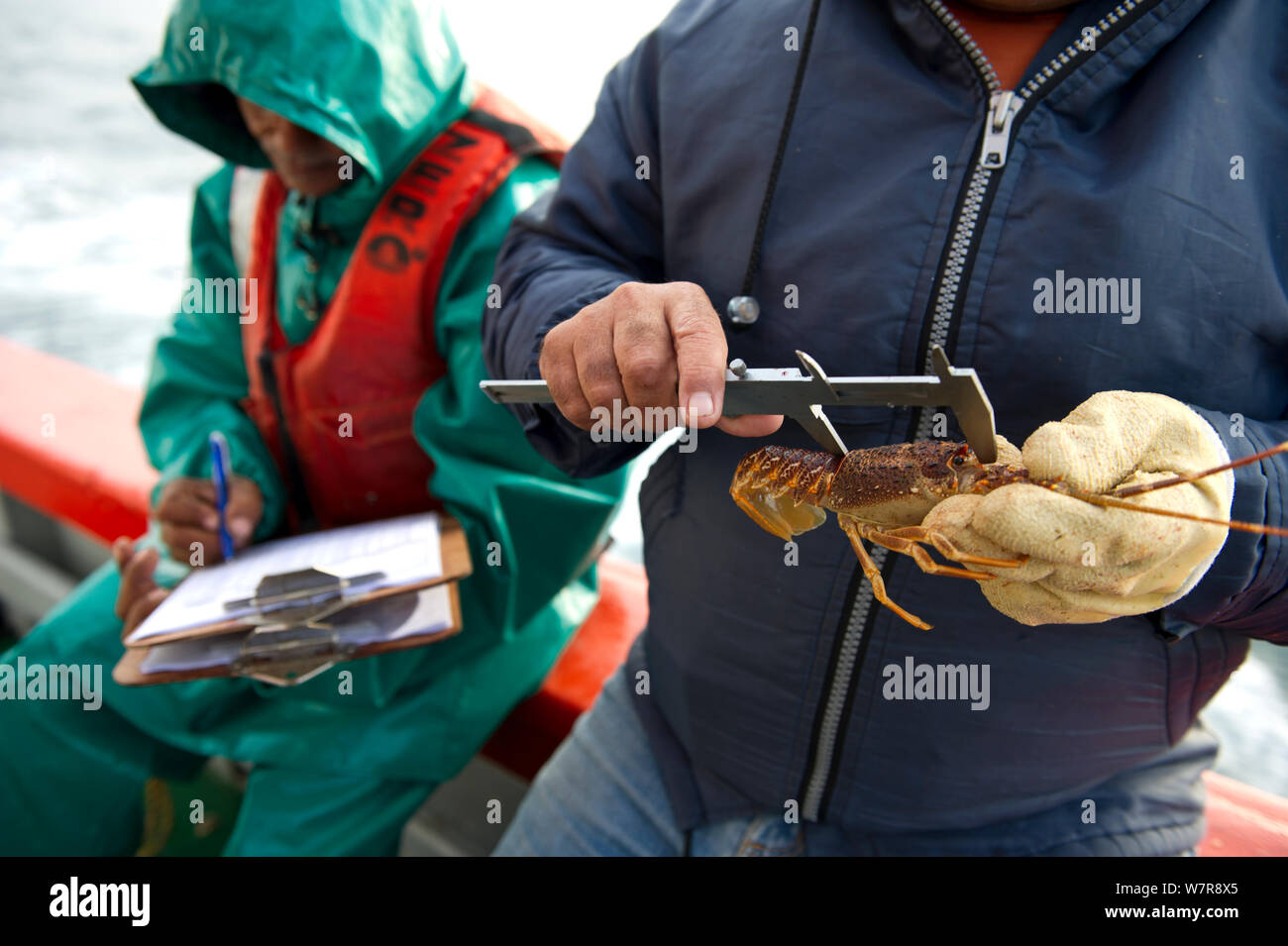 Fishing for West coast rock lobster (Jasus lalandii) aboard the James ...