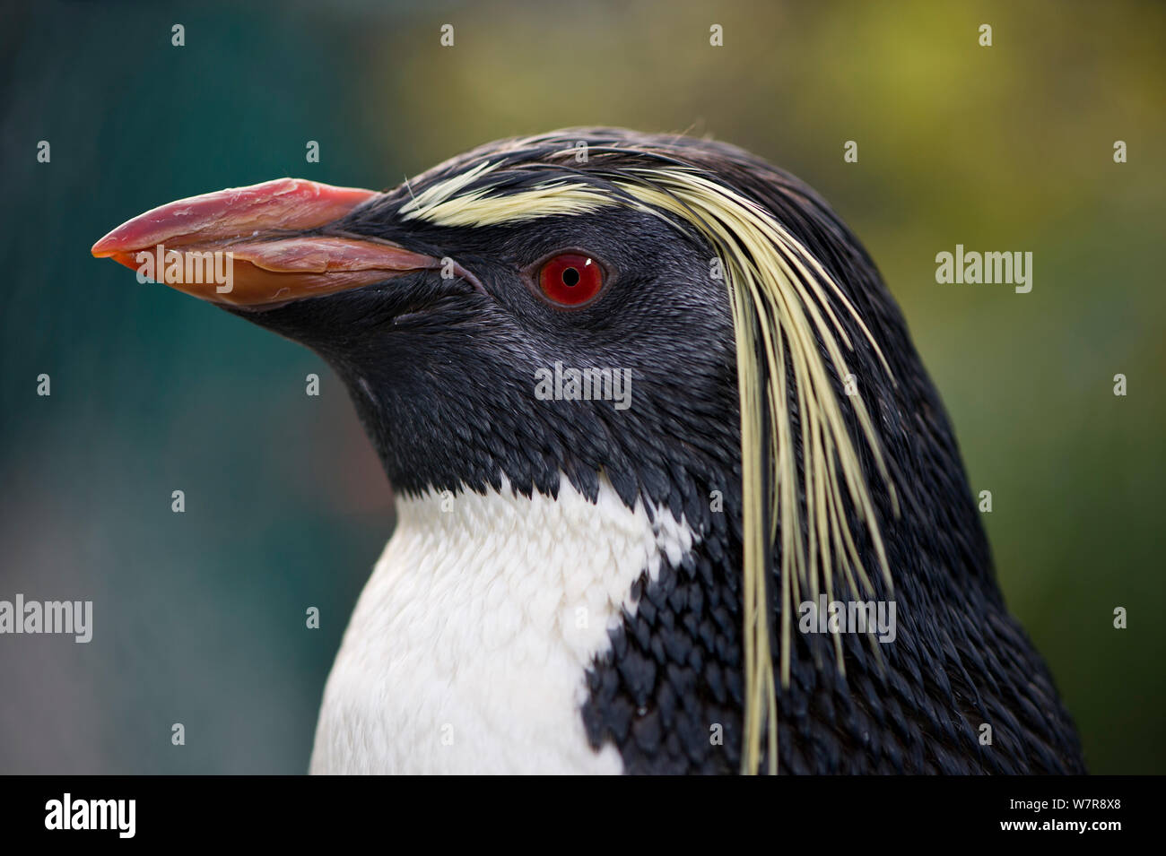 African and southern rockhopper penguins hi-res stock photography and ...