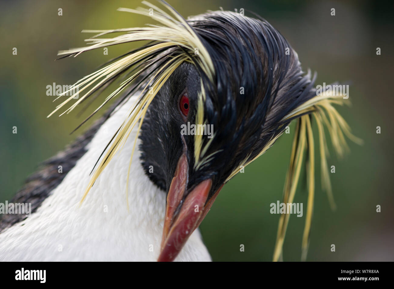 Southern rockhopper penguin, (Eudyptes chrysocome). Southern African ...