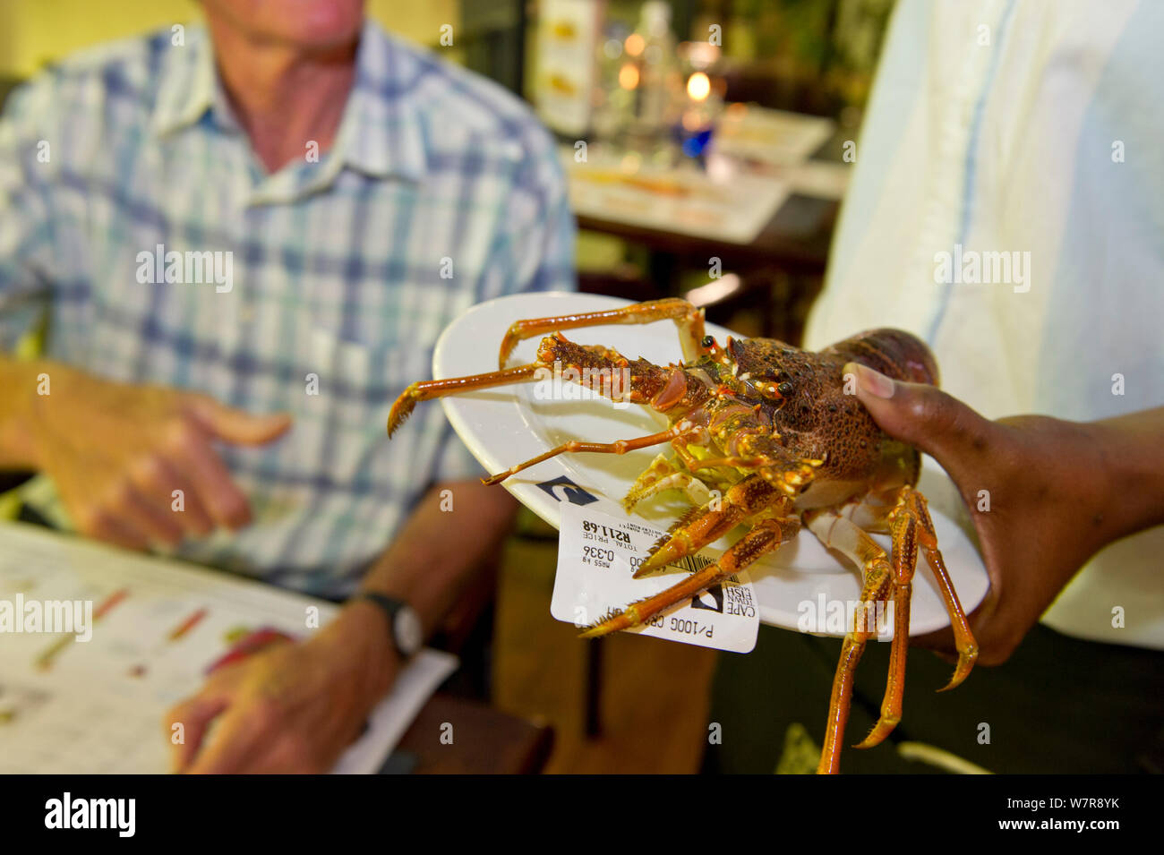Lobster Tank High Resolution Stock Photography and Images - Alamy