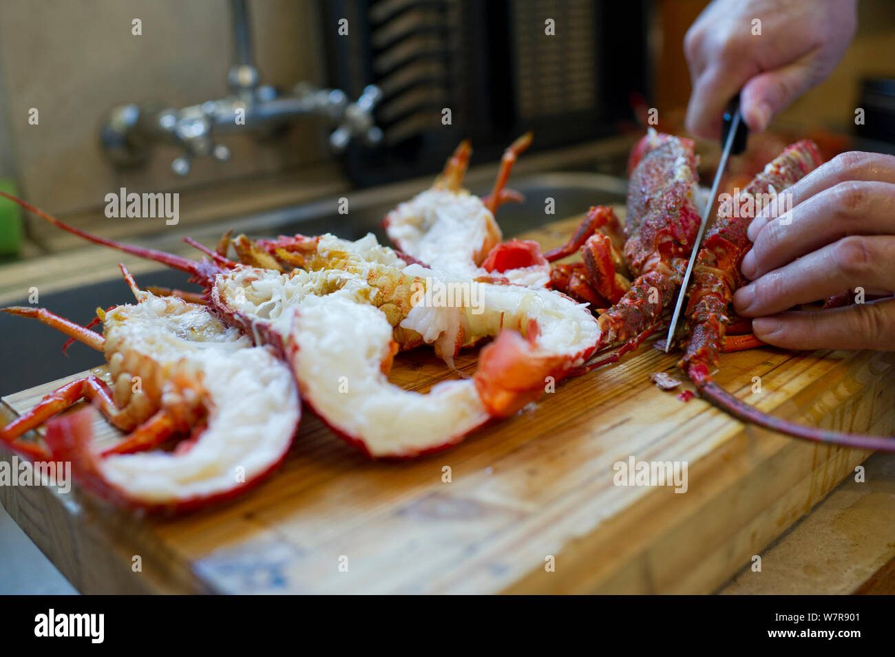 West coast rock lobsters (Jasus lalandii), which were hand caught by ...