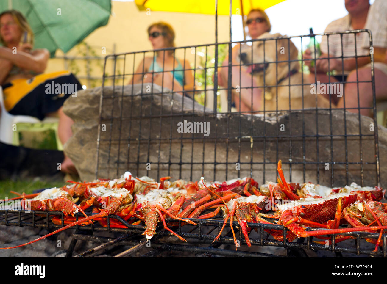 West coast rock lobsters (Jasus lalandii), which were hand caught by ...