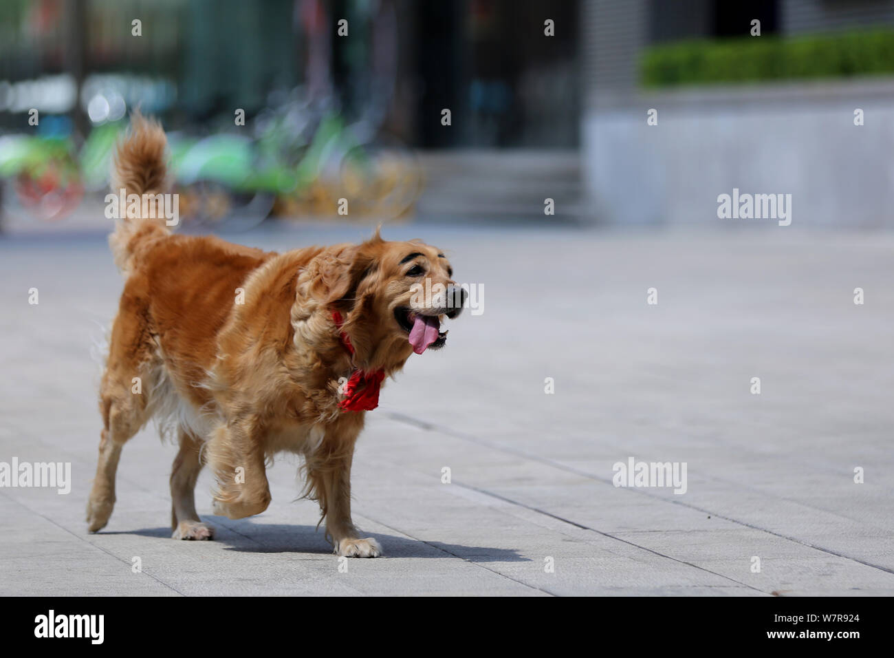 The golden retriever painted with a pair of thick eyebrows is pictured ...