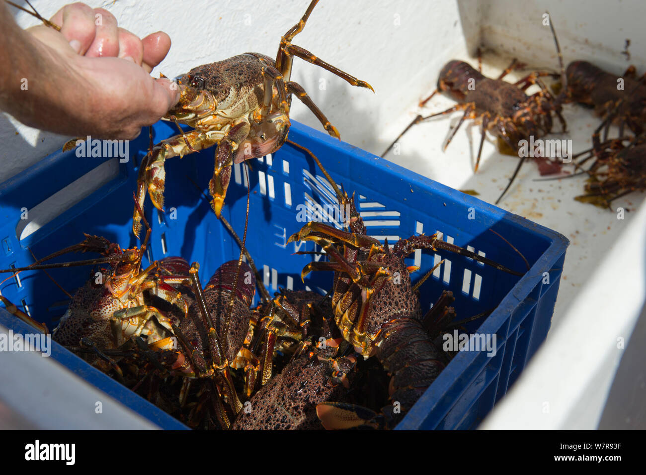 Divers with lobsters hi-res stock photography and images - Alamy