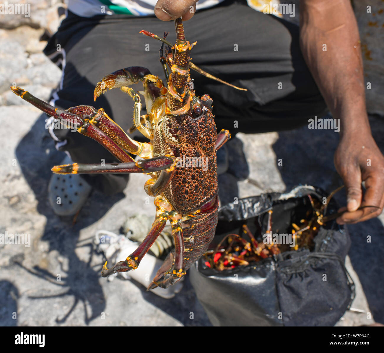 Rock lobster south africa hi-res stock photography and images - Alamy