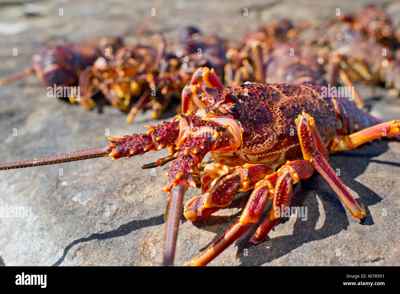 Southern Rock Lobster High Resolution Stock Photography and Images - Alamy