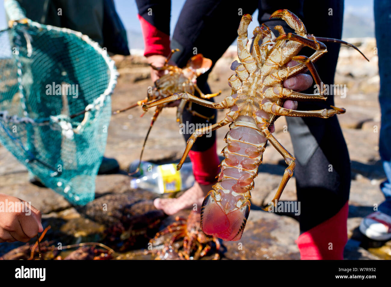 Rock lobster south africa hi-res stock photography and images - Alamy