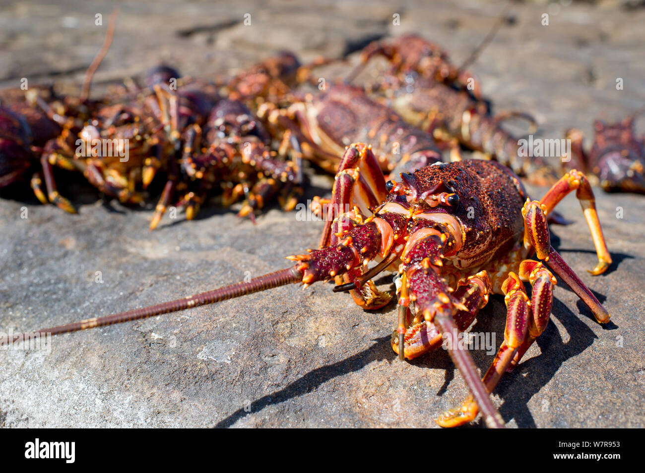 Southern Rock Lobster High Resolution Stock Photography and Images - Alamy