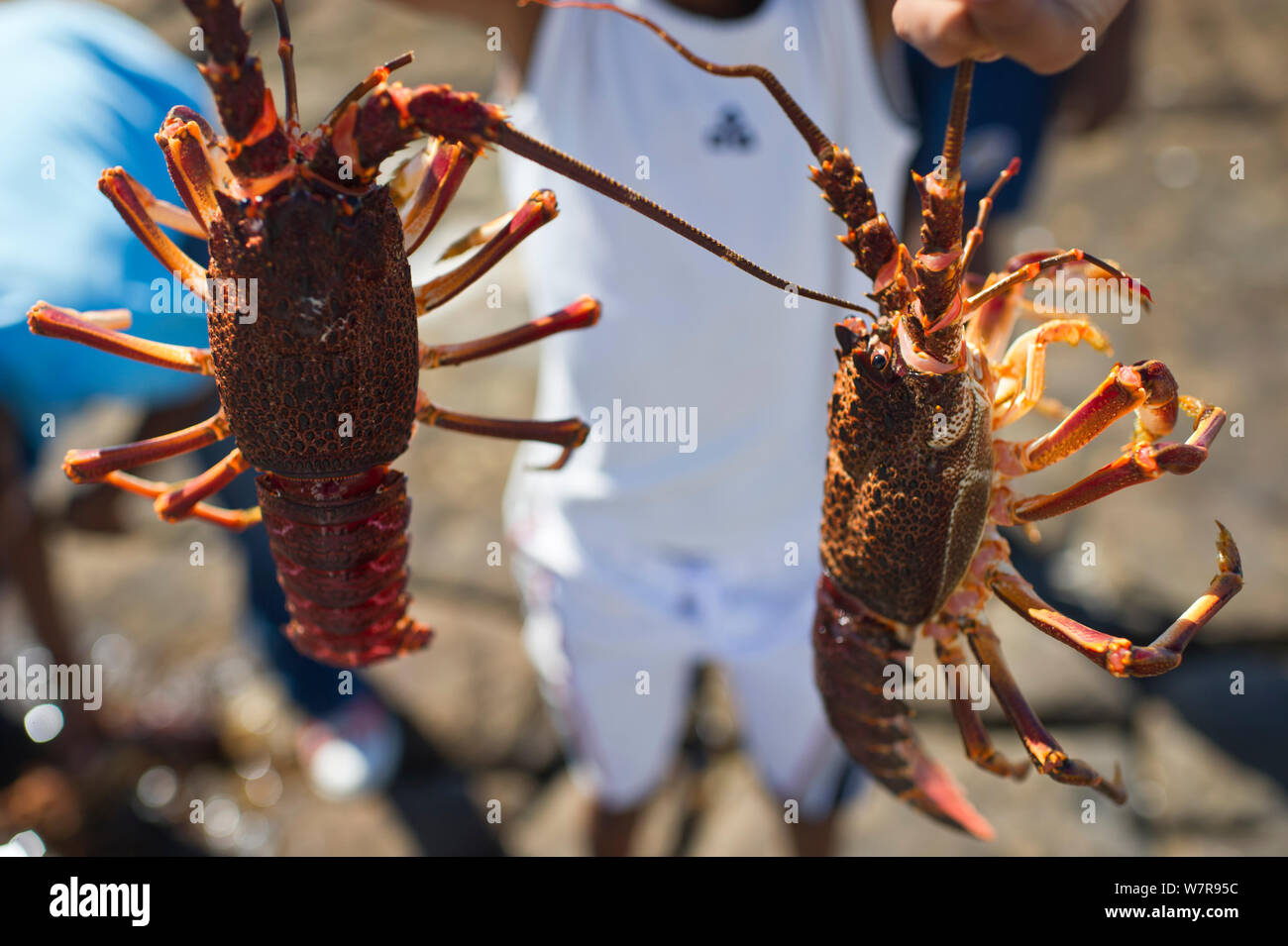 Children show off West Coast Rock Lobster (Jasus lalandii) catch ...