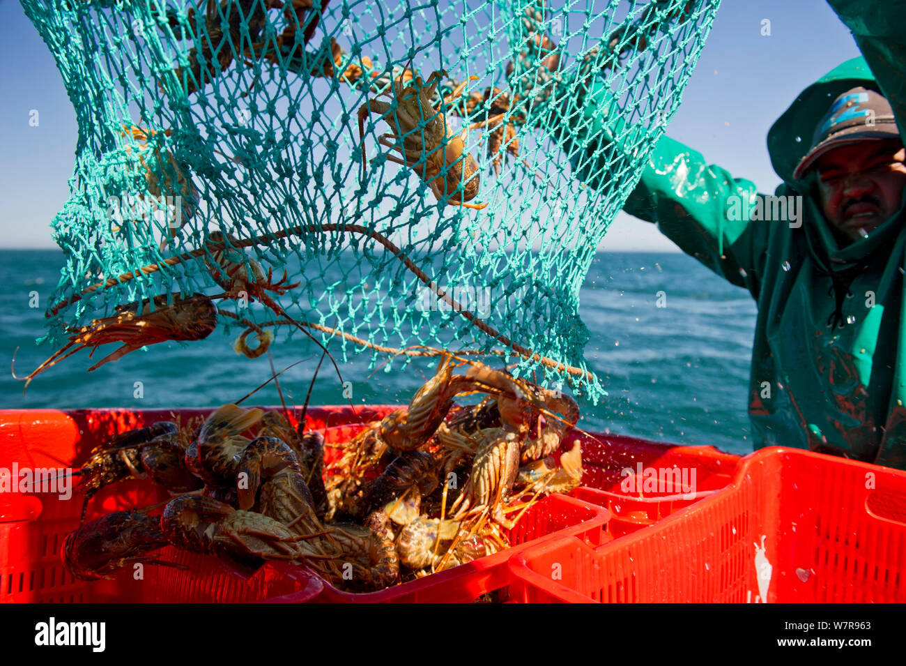 Animal traps africa hi-res stock photography and images - Alamy
