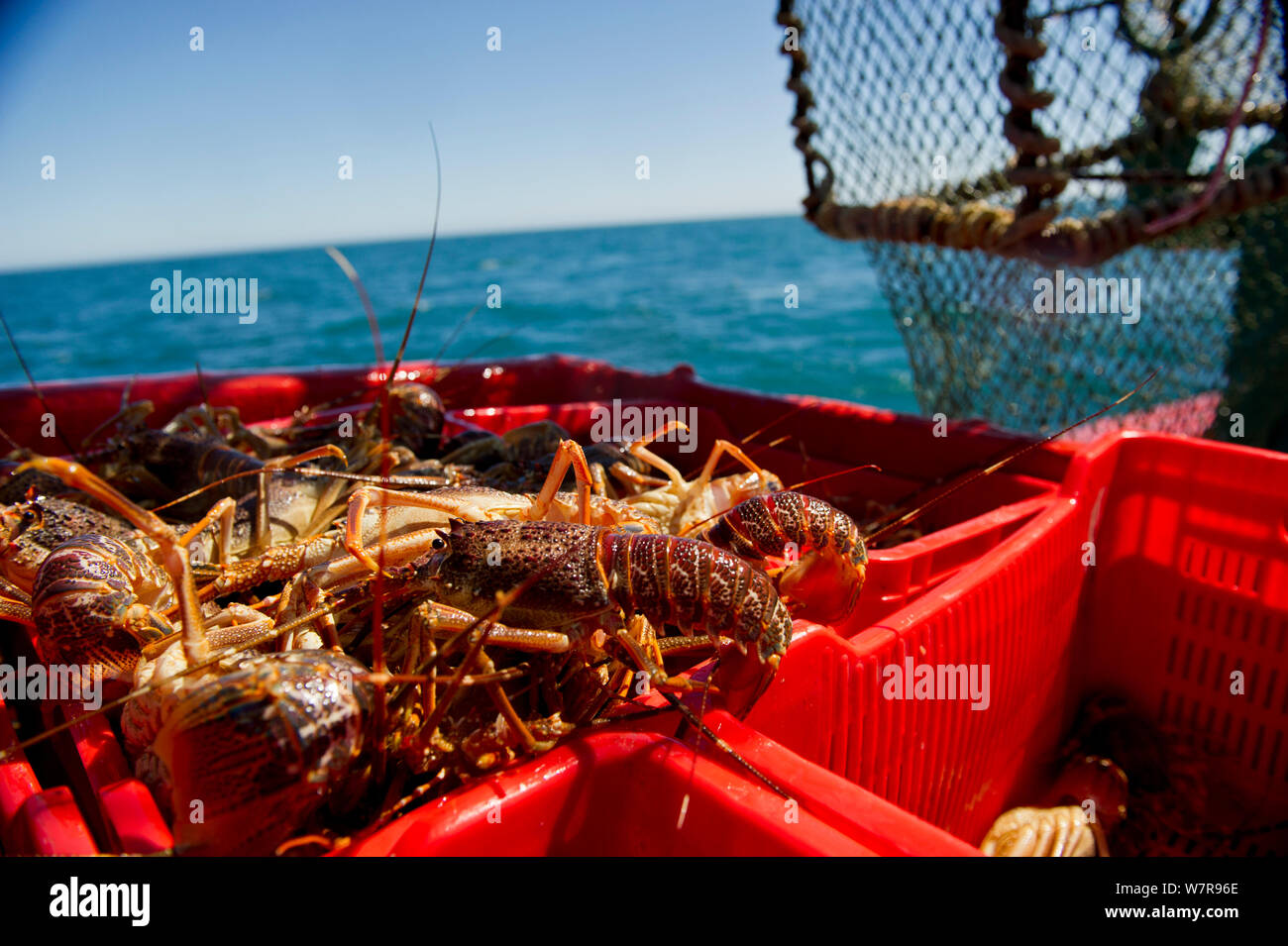 Animal traps africa hi-res stock photography and images - Alamy