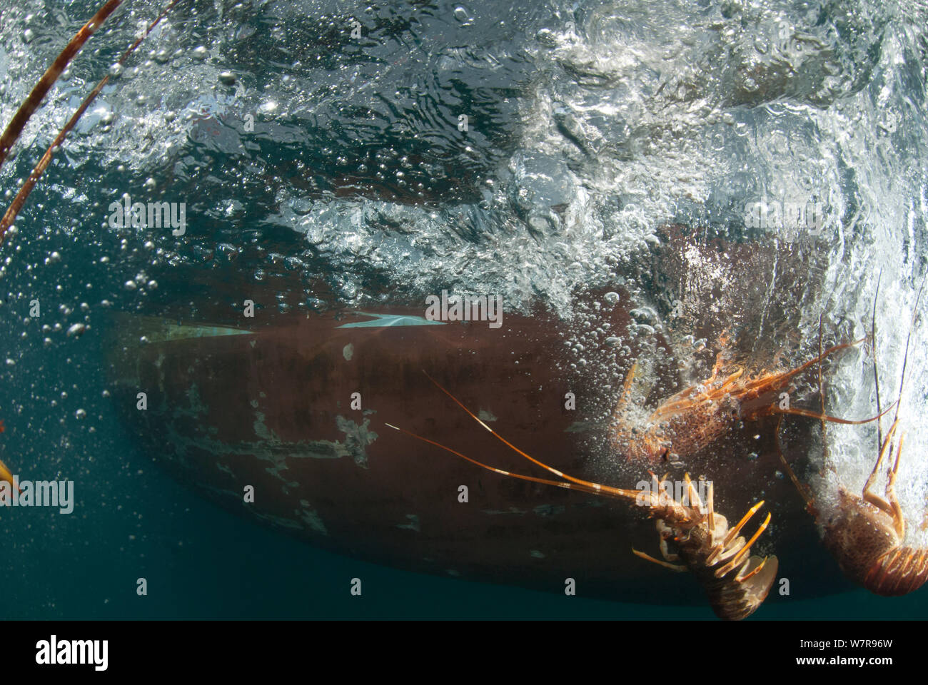 Fishing for West coast rock lobster (Jasus lalandii). Undersized ...