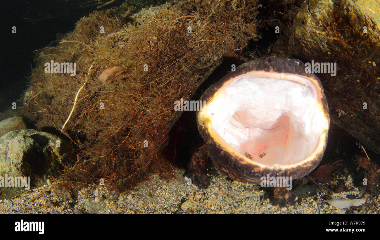 Japanese giant salamander (Andrias japonicus)den master protecting the ...