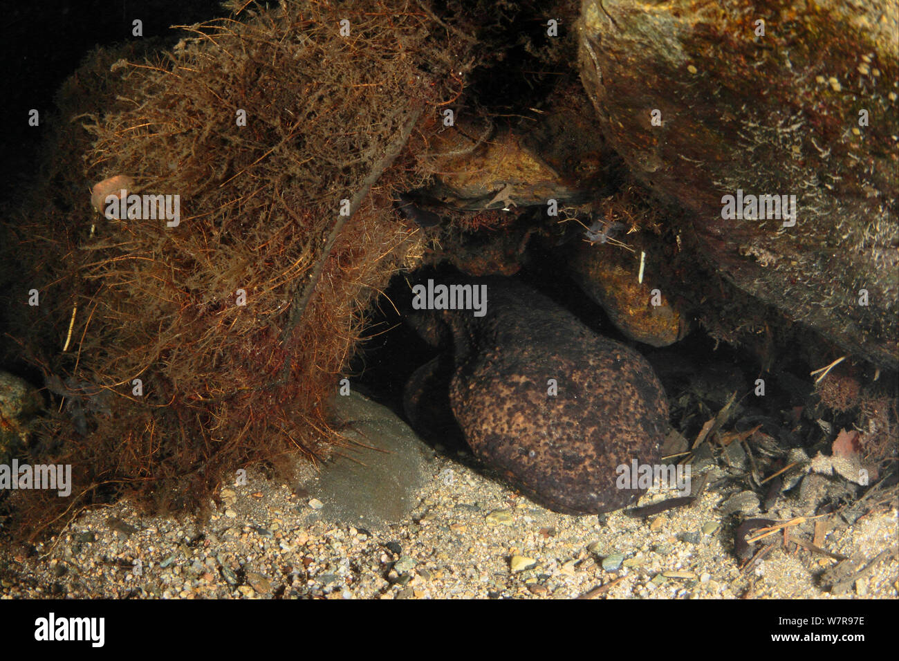 Japanese giant salamander (Andrias japonicus) with larvae ready to ...