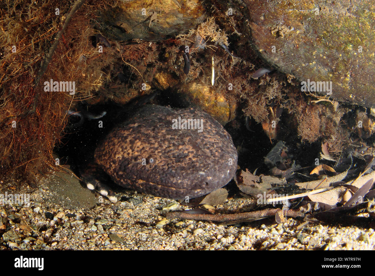 Japanese giant salamander (Andrias japonicus) with larvae ready to ...