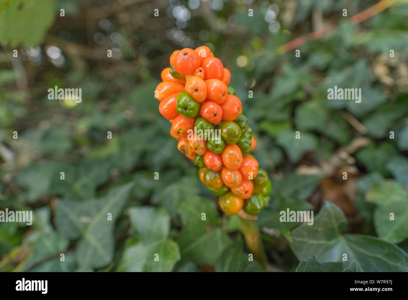 Poisonous orange autumn berries of Lords and Ladies / Cuckoopint / Arum ...