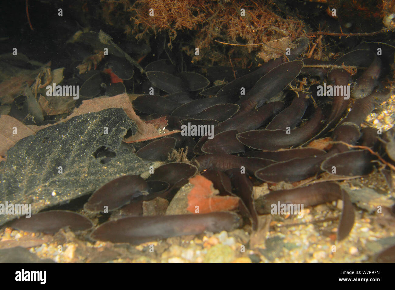 Japanese giant salamander (Andrias japonicus) larvae leaving the nest ...