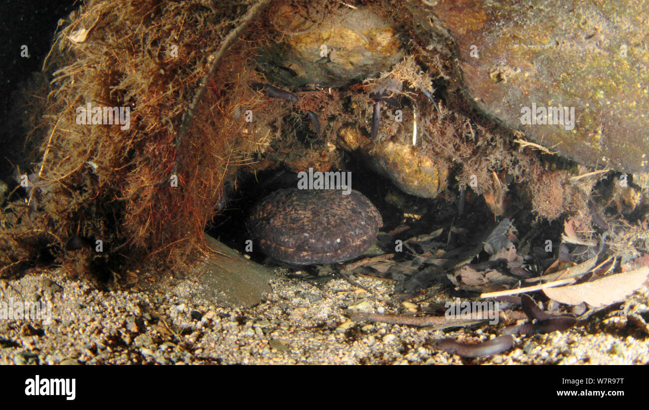 Japanese giant salamander (Andrias japonicus) with larvae ready to ...