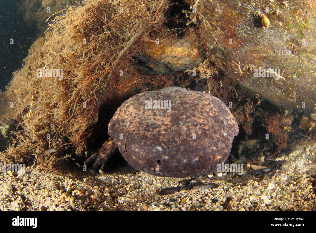 Japanese giant salamander (Andrias japonicus) with larvae ready to ...