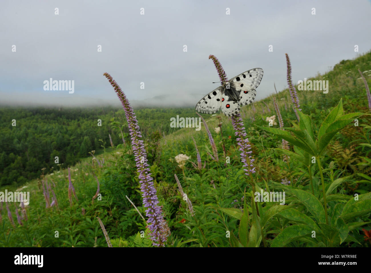 Parnassian Nomion (Parnassius nomion) in habitat, Central Sikhote-Alin ...