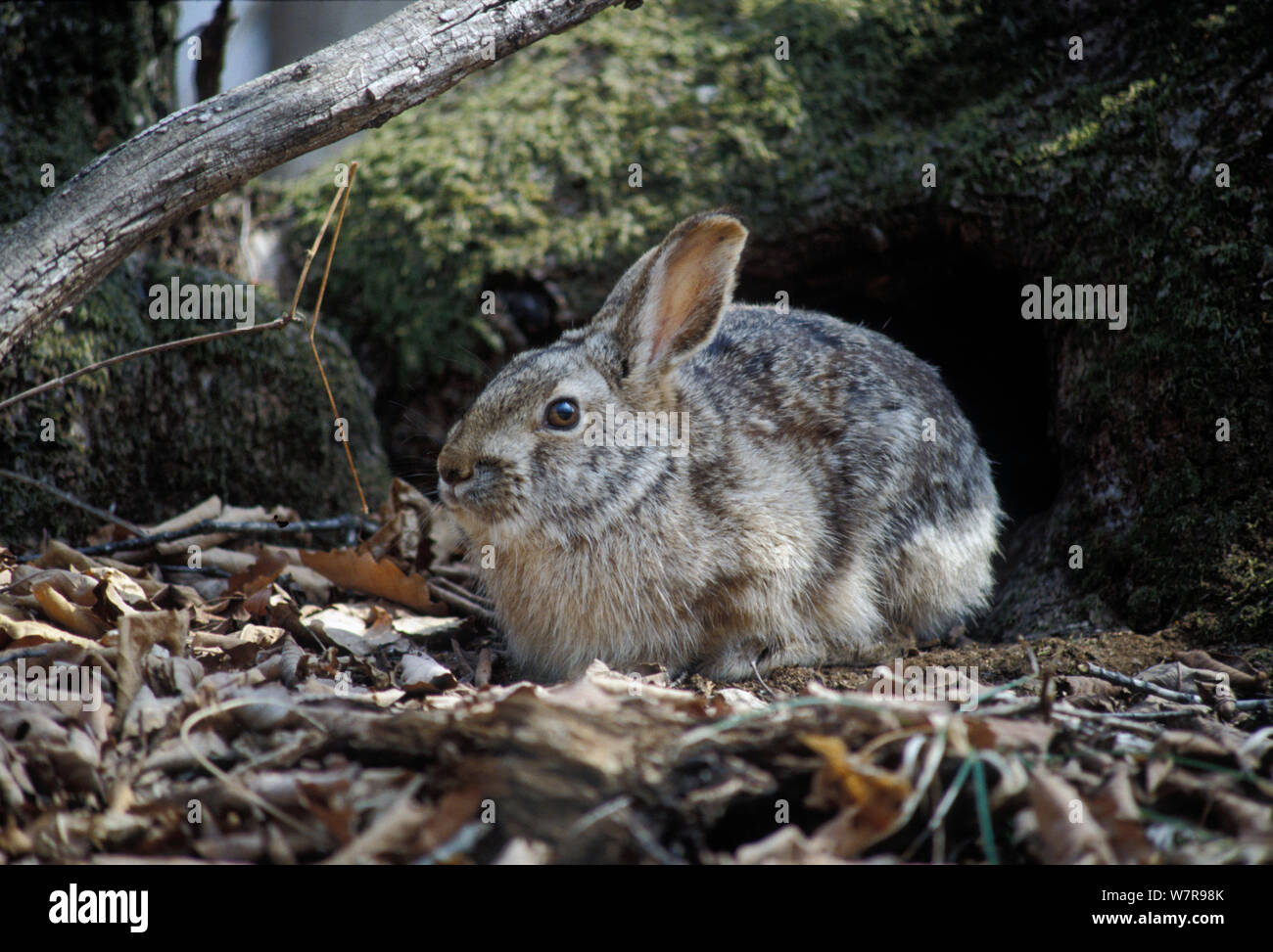 Manchurian Hare (Caprolagus brachyurus / Lepus mandshuricus) Lazovskiy ...