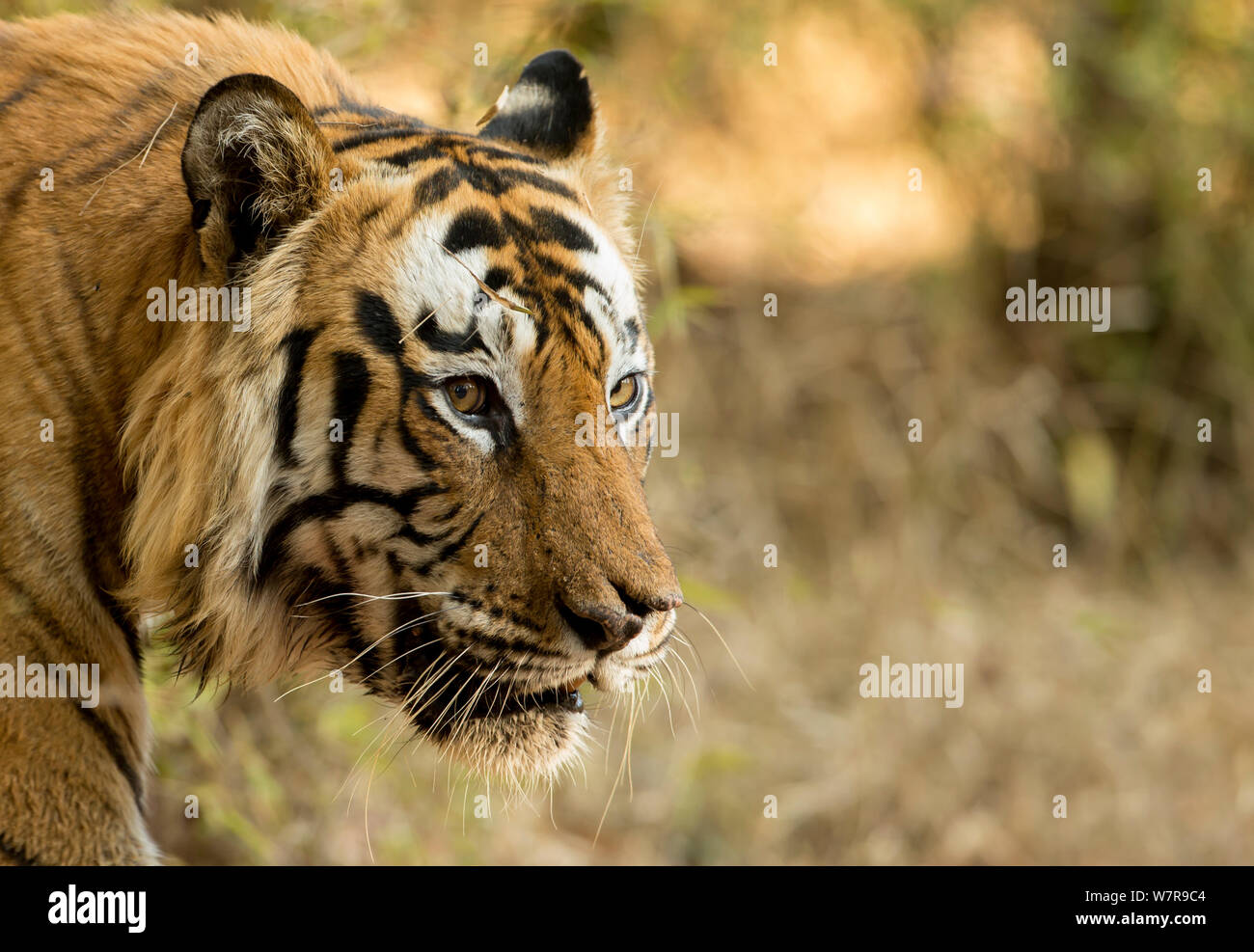 Male Bengal tiger (Panthera tigris tigris), Bandhavgarh National Park ...