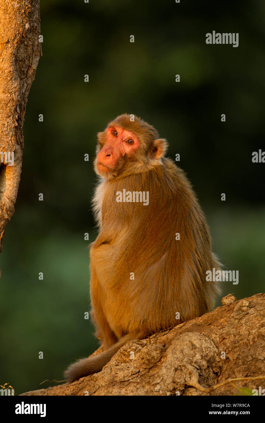 Rhesus macaque (Macaca mulatta) looking over shoulder, Bandhavgarh ...