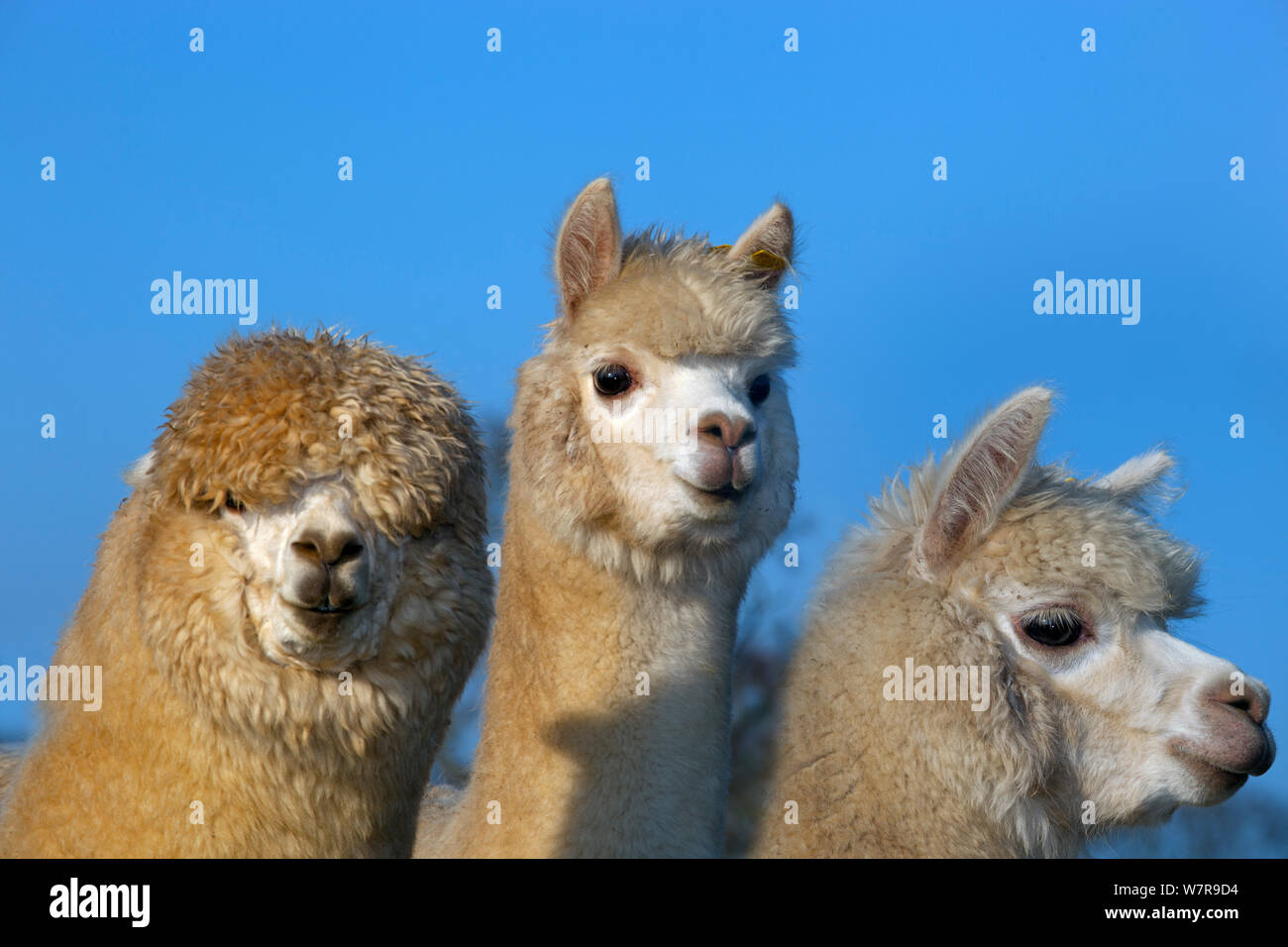 Alpaca herd hi-res stock photography and images - Alamy
