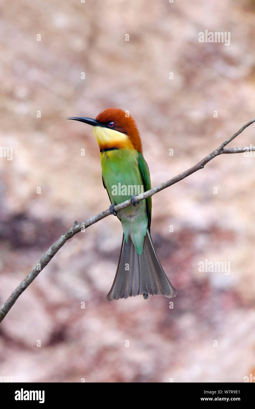 Chestnut headed bee eater hi-res stock photography and images - Alamy